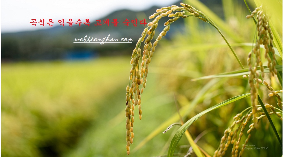 [Tục ngữ] 곡식은 익을수록 고개를 숙인다 - Sông sâu tĩnh lặng lúa chín cúi đầu - Web ...